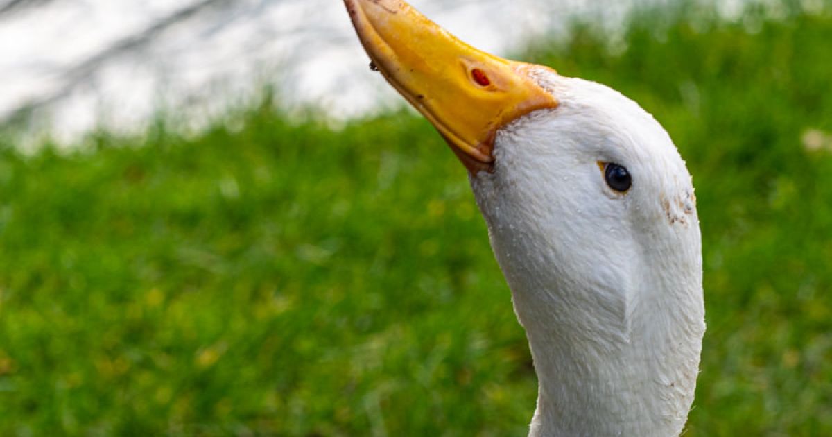 Easton Circular - Ramblers